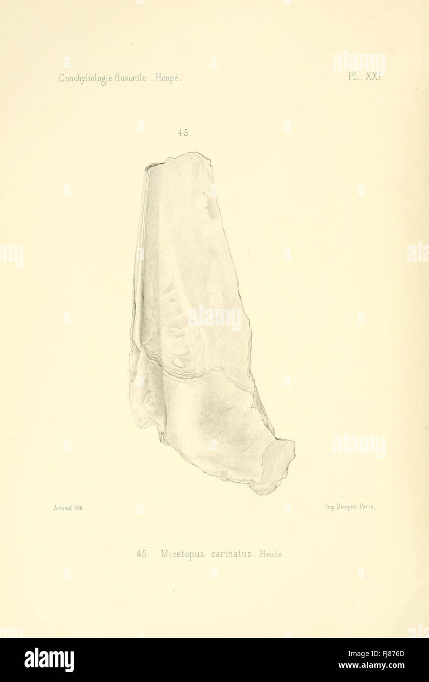 China, Harvard University, MCZ, Ernst Mayr Library, Mollusks, Nanjing ...