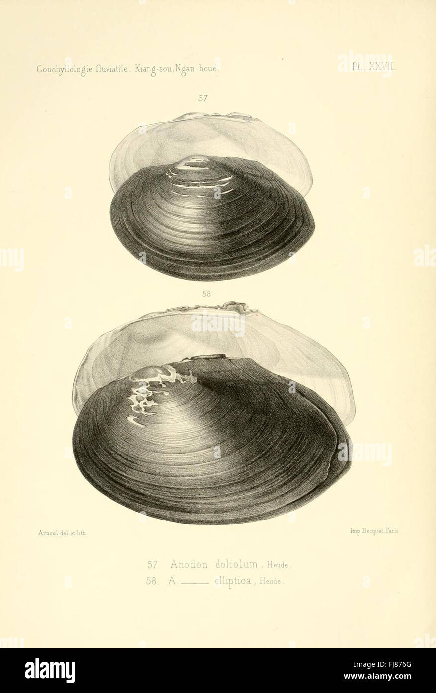 Study of freshwater mollusks from the Nanking region and central China ...
