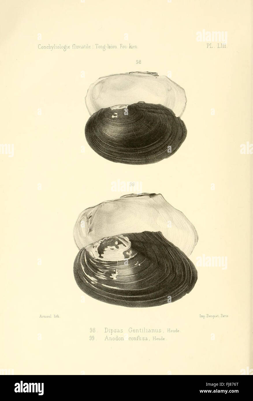 A comprehensive study of freshwater mollusks from Nanjing and central ...