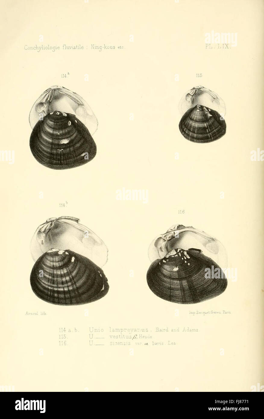 China mollusk species hi-res stock photography and images - Alamy