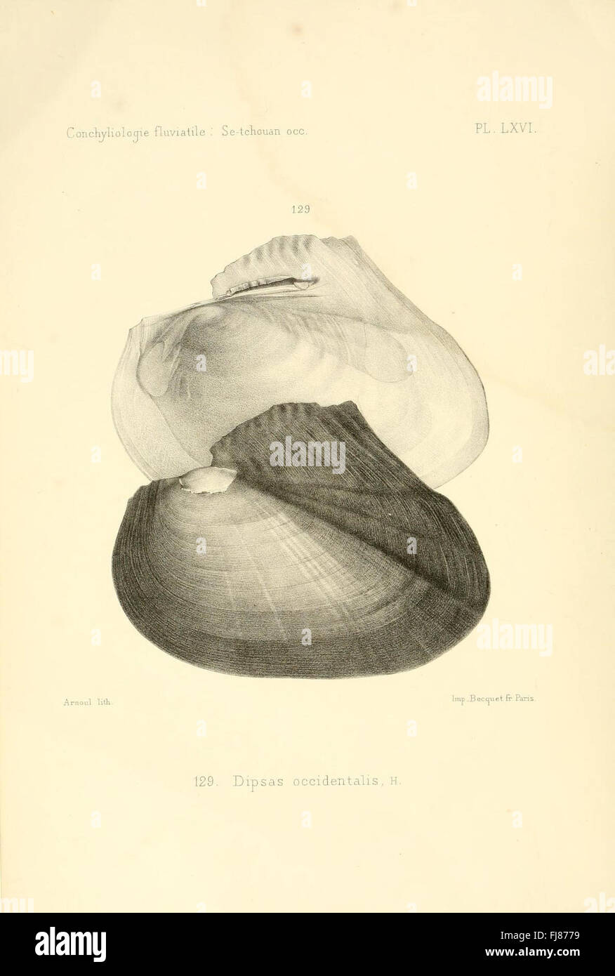 An illustrated work on freshwater mollusks from the Nanking region and ...
