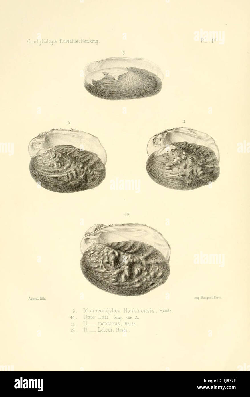 A study of freshwater mollusks in the Nanking region and central China ...