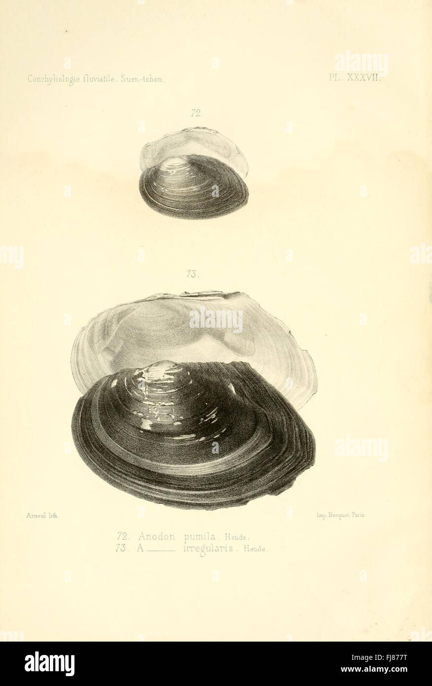 Mollusks, freshwater shells, China, Nanking, Jiangsu, scientific ...