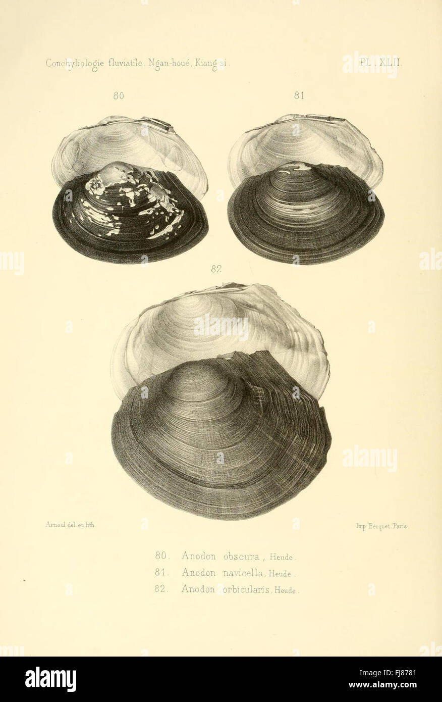 A study of freshwater mollusks from the Nanking province and central ...