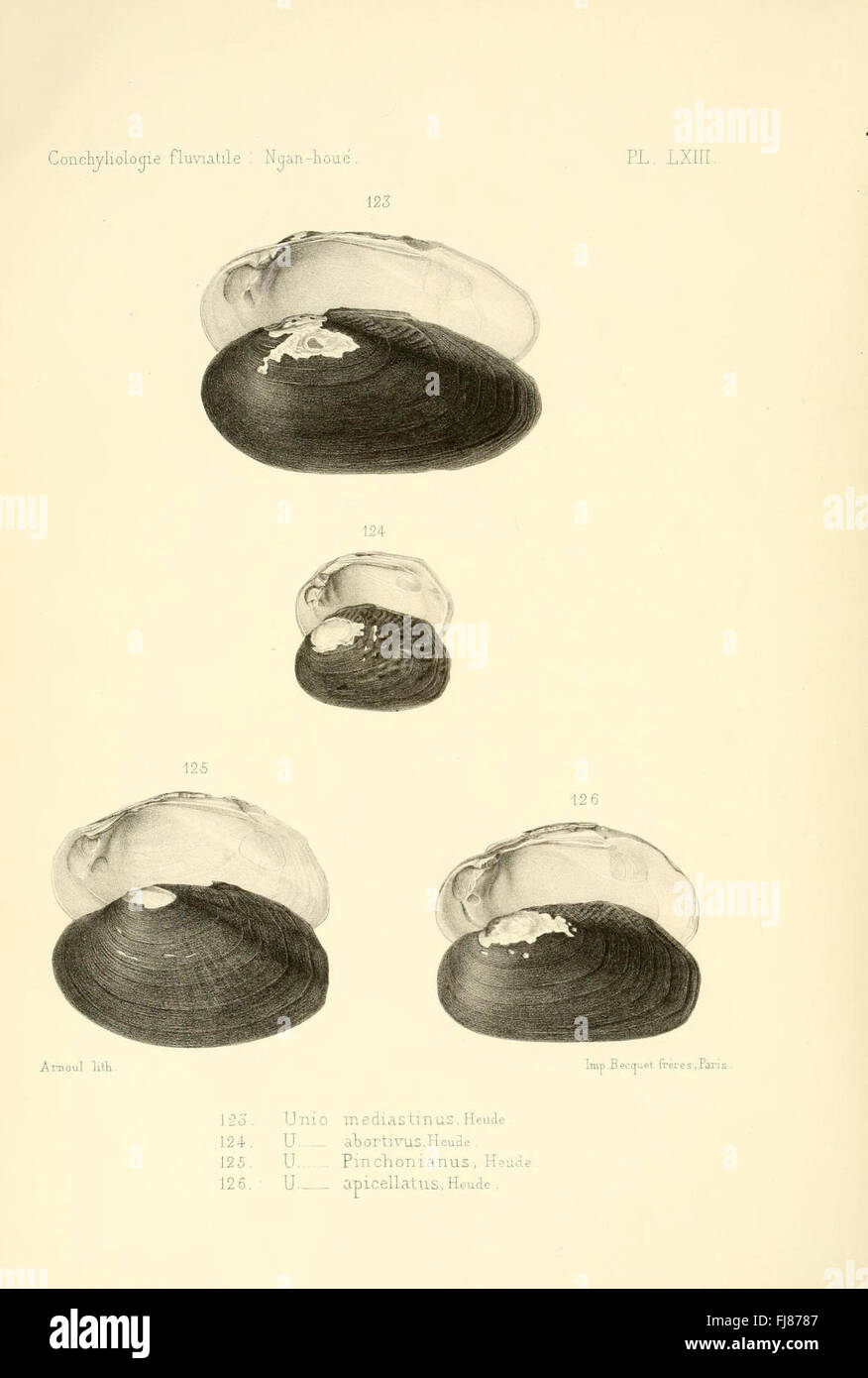 A study of freshwater mollusks from the Nanking province and central ...