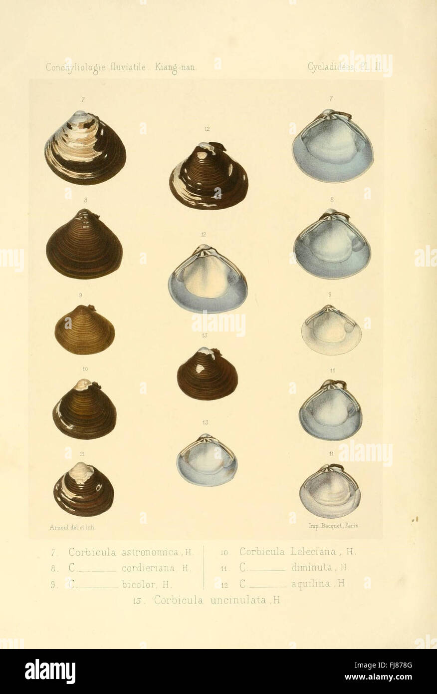 Chinas mollusk species hi-res stock photography and images - Alamy