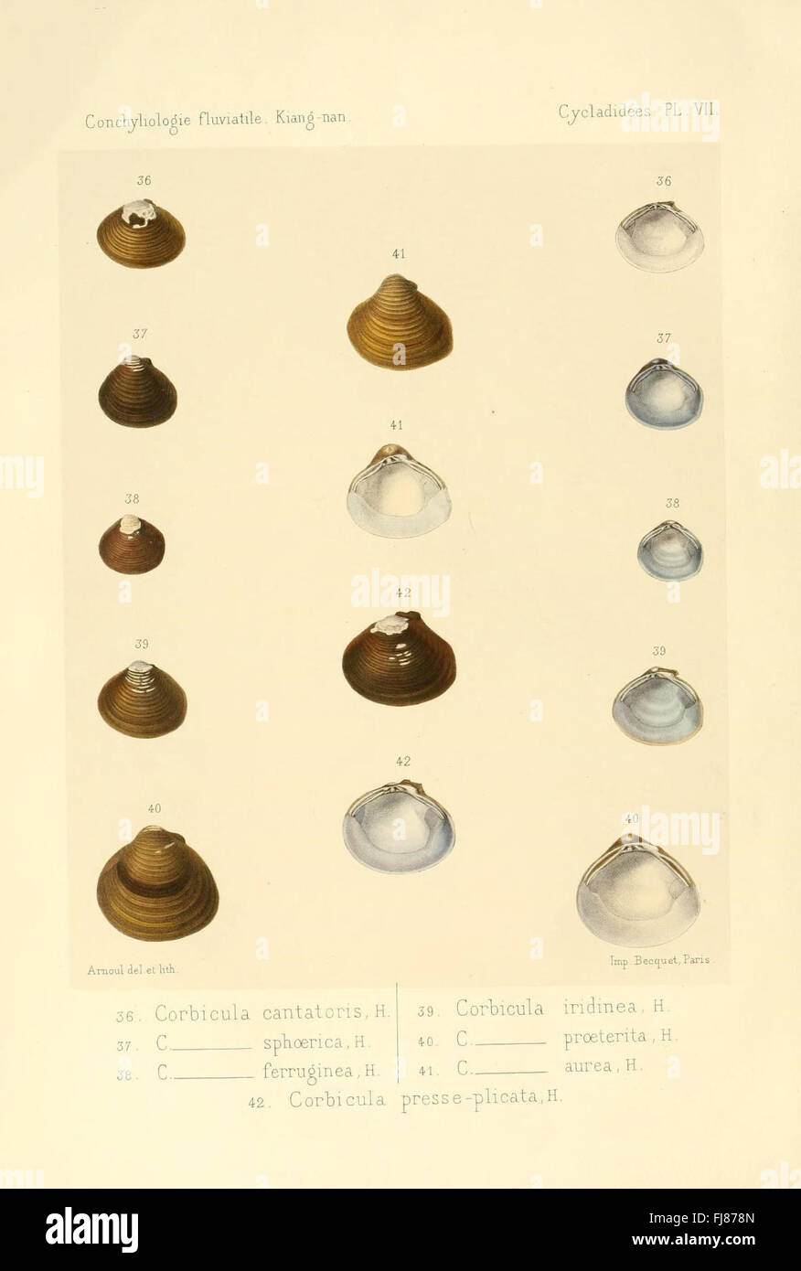 A detailed study of freshwater mollusks in Nanking and Central China ...
