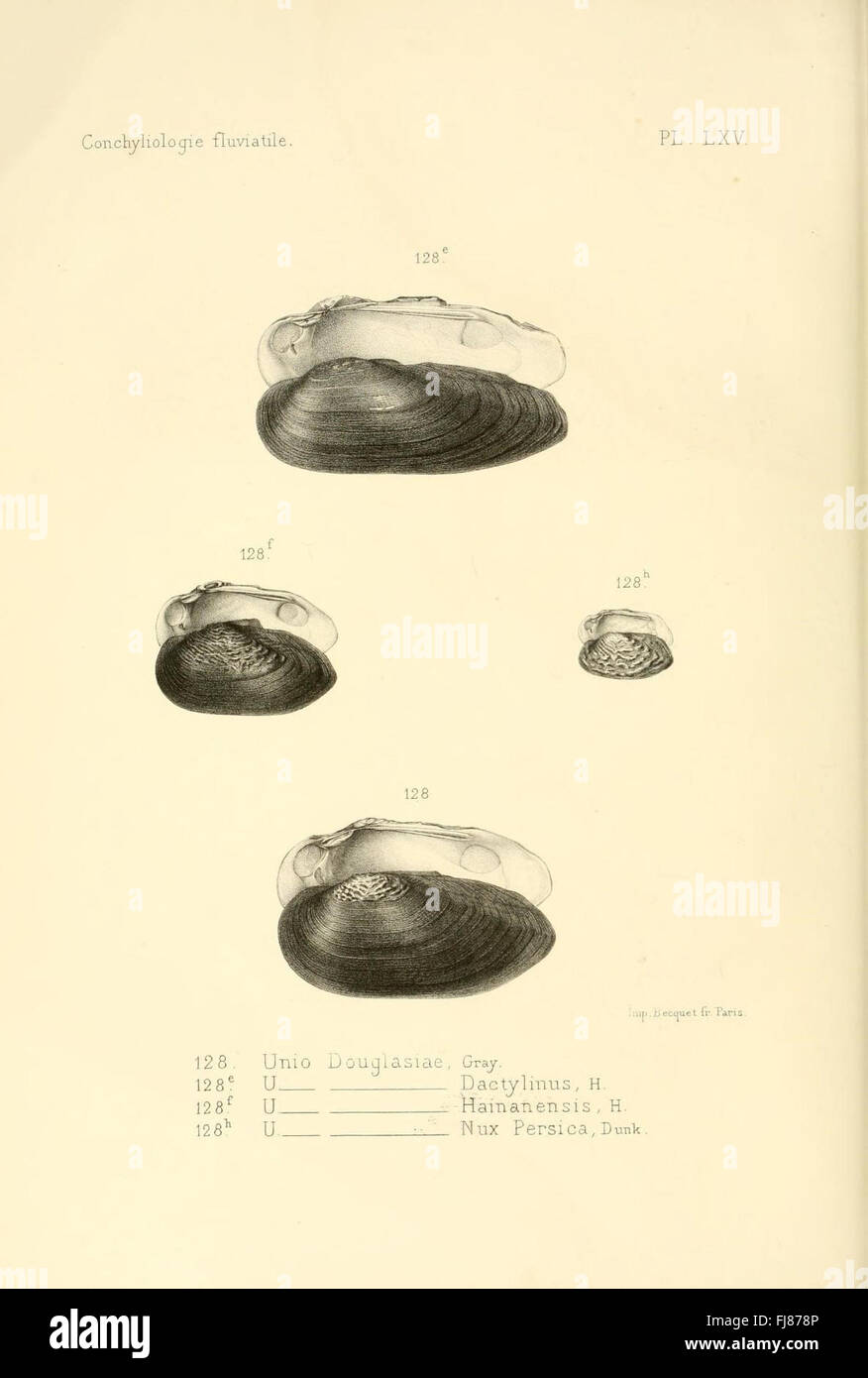 China mollusk species hi-res stock photography and images - Alamy