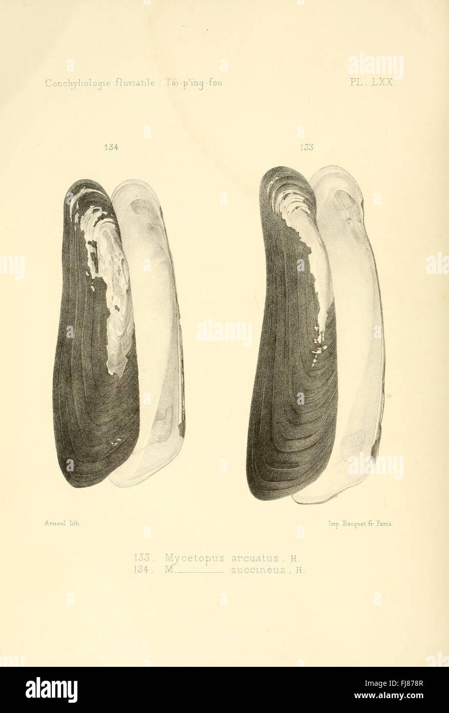 A study of freshwater mollusks from the Nanking region and central ...