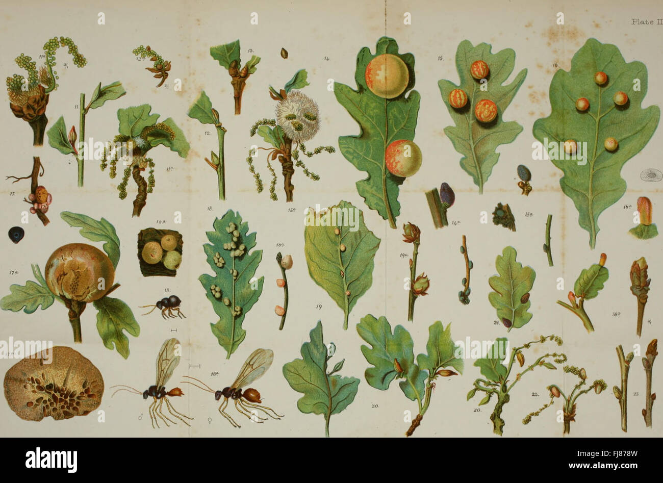 A biological study from 1894 examining the life cycle of oak galls and ...