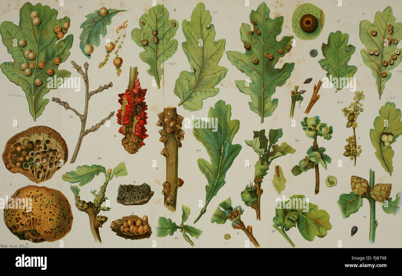 A biological study on the alternating generations of oak galls and gall ...