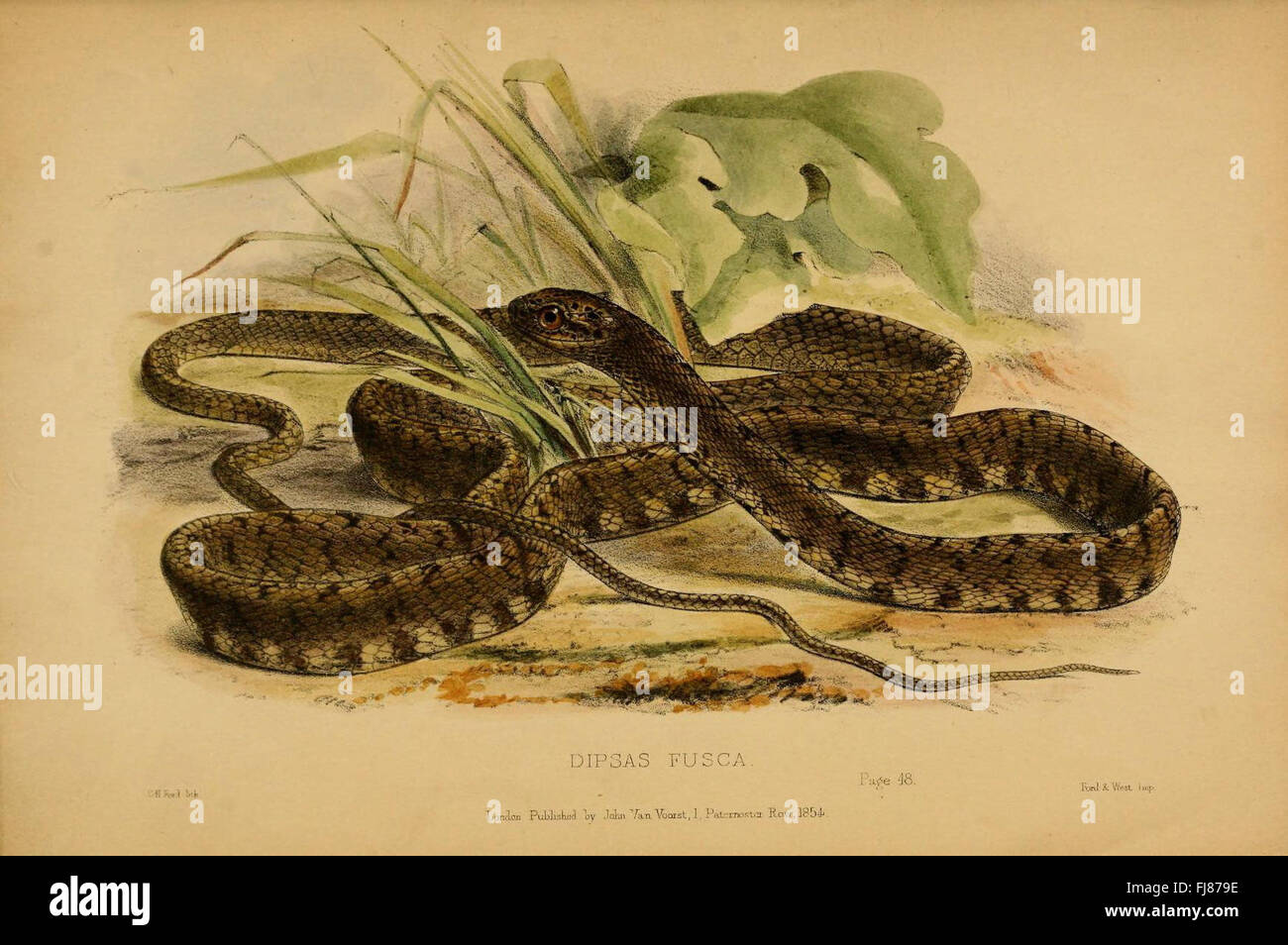 A scientific exploration of the natural history of Labuan and Borneo ...