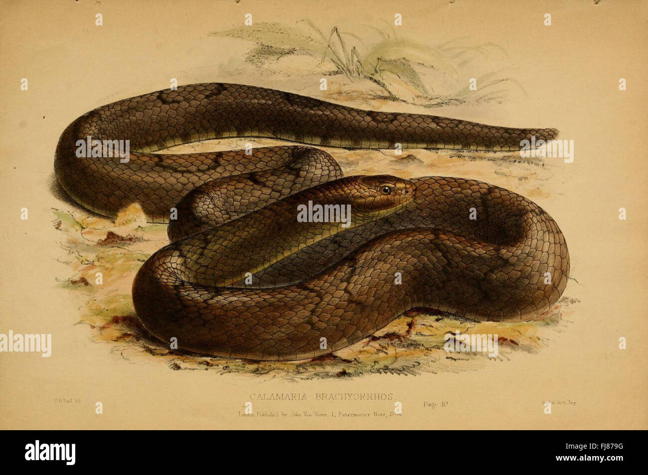 Contributions to the natural history of Labuan, and the adjacent coasts ...