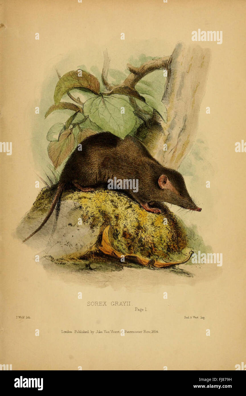 A detailed contribution to the natural history of Labuan and Borneo's ...