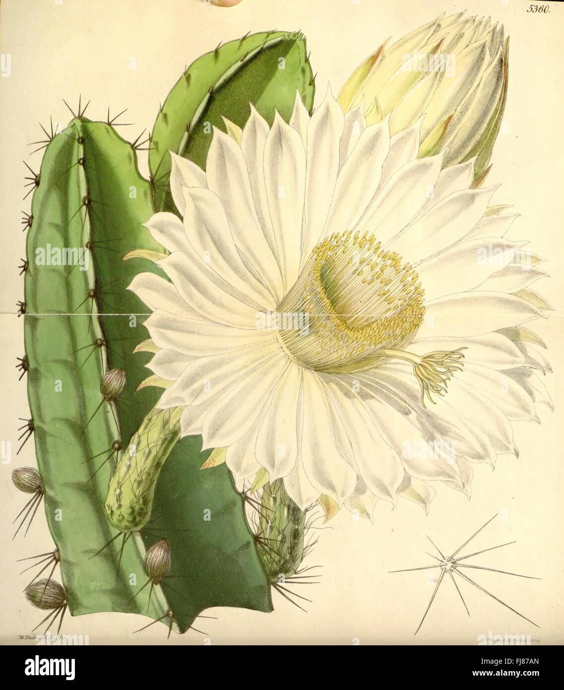 Curtis's botanical magazine Stock Photo - Alamy