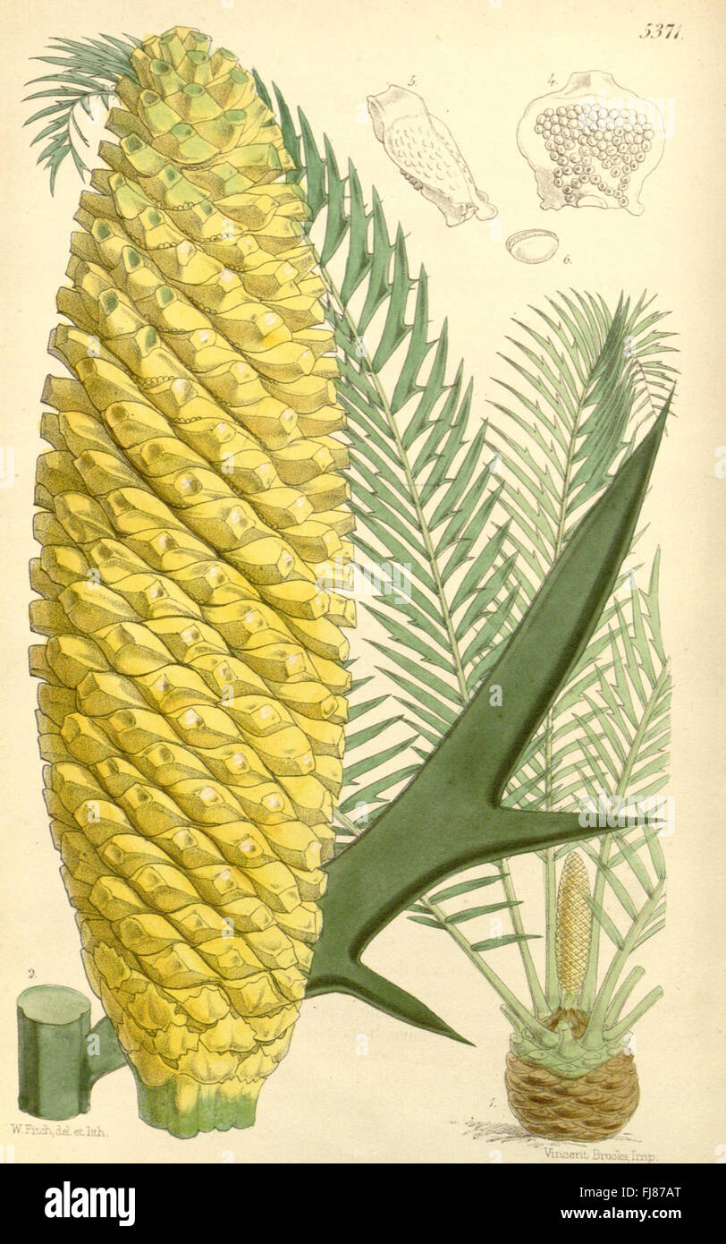 A botanical magazine series with detailed illustrations of plant ...