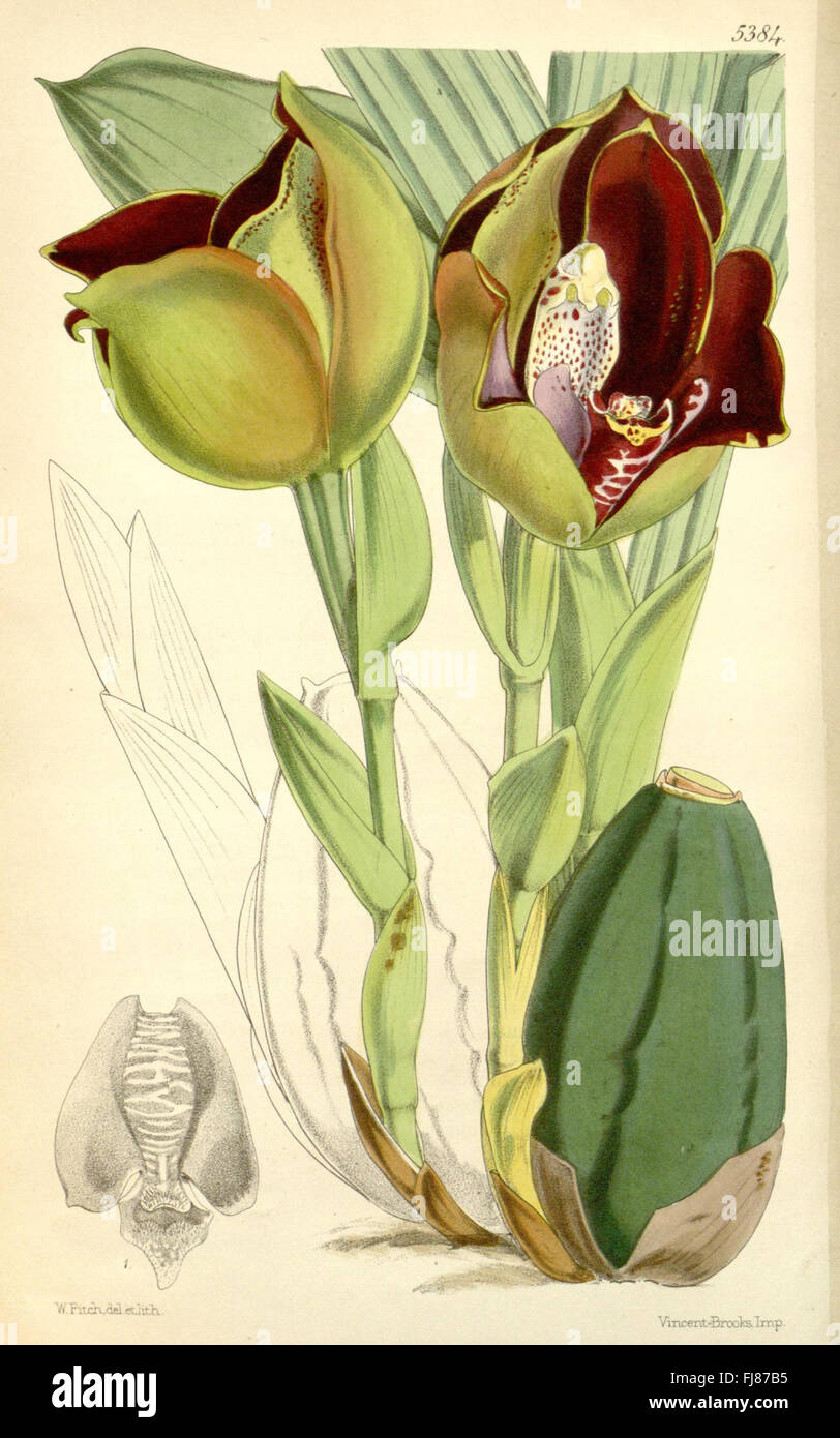 Curtis's botanical magazine, Botany Missouri Botanical Garden, Peter H ...