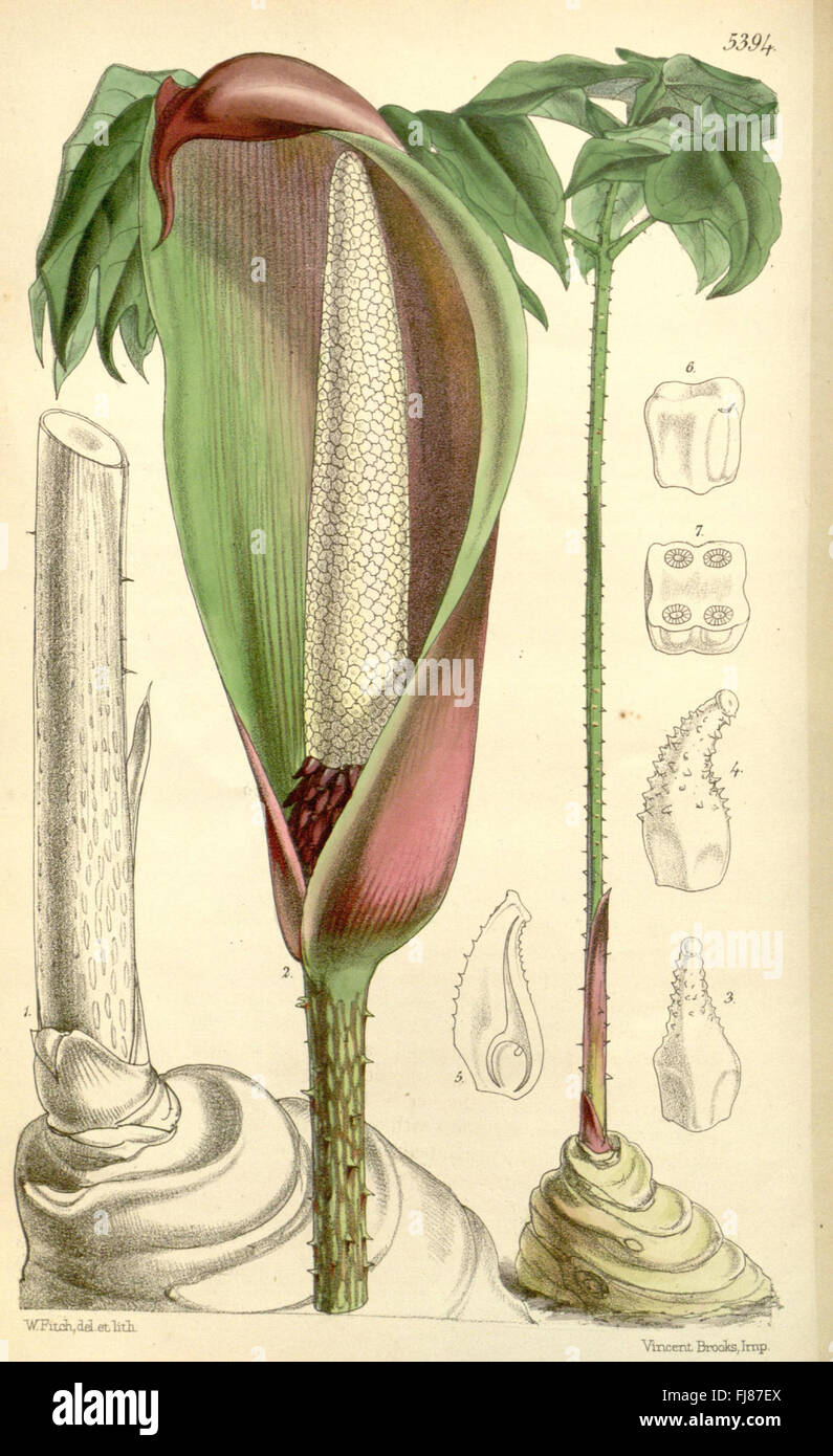An illustrated botanical reference from Curtis’s Botanical Magazine ...