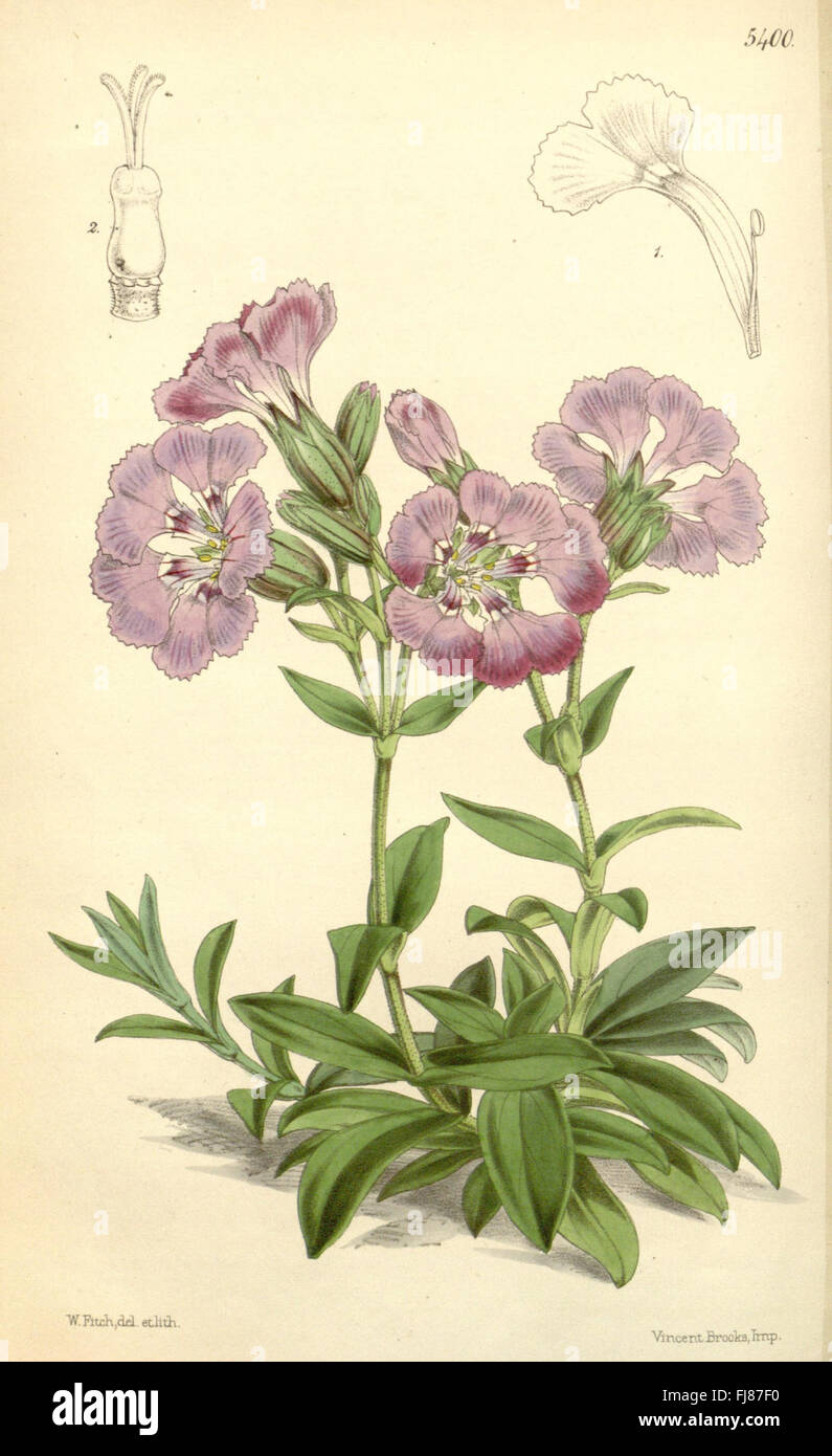 A periodical dedicated to showcasing new plant species through detailed ...