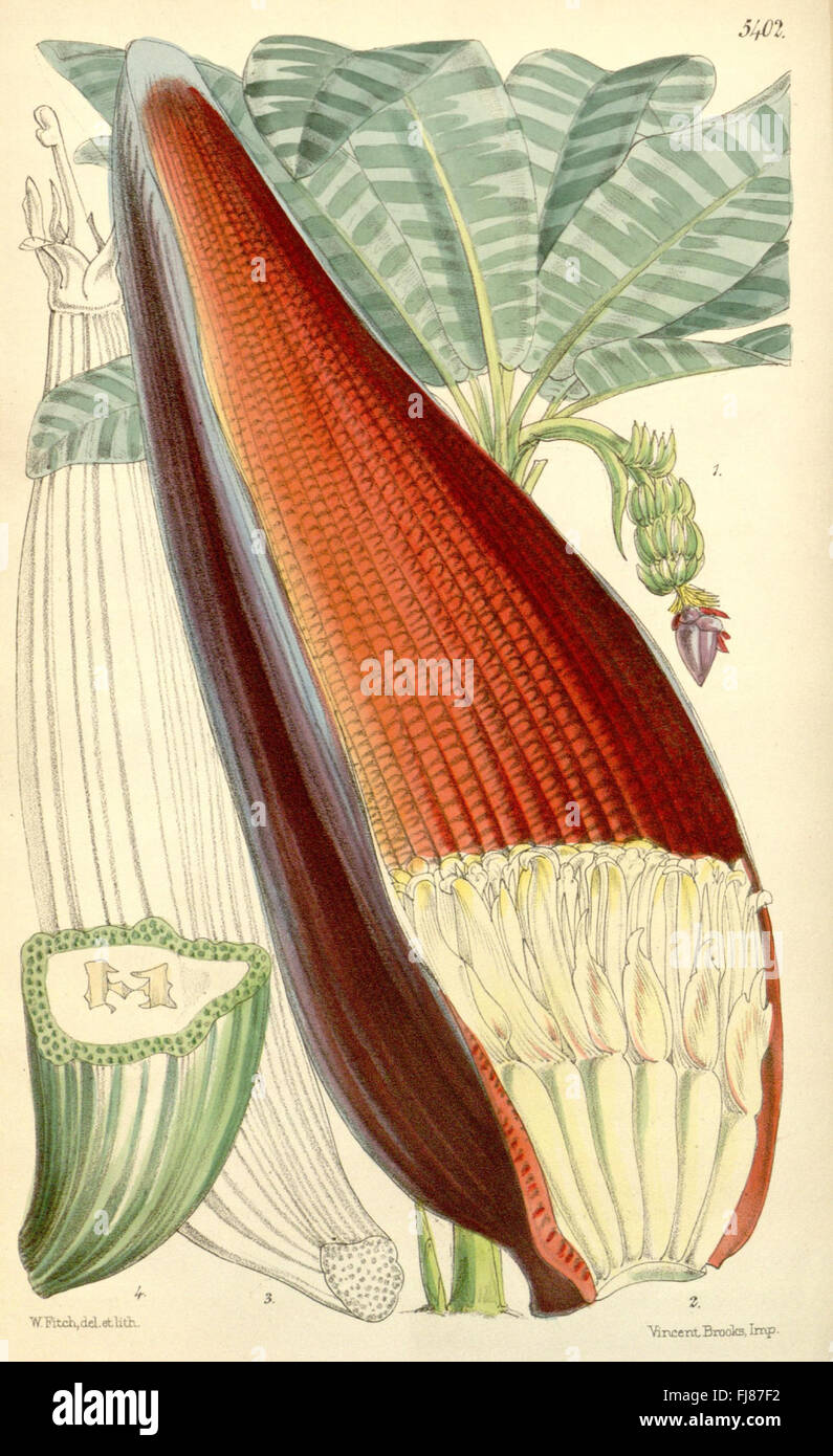 An esteemed botanical magazine featuring illustrations and studies of ...