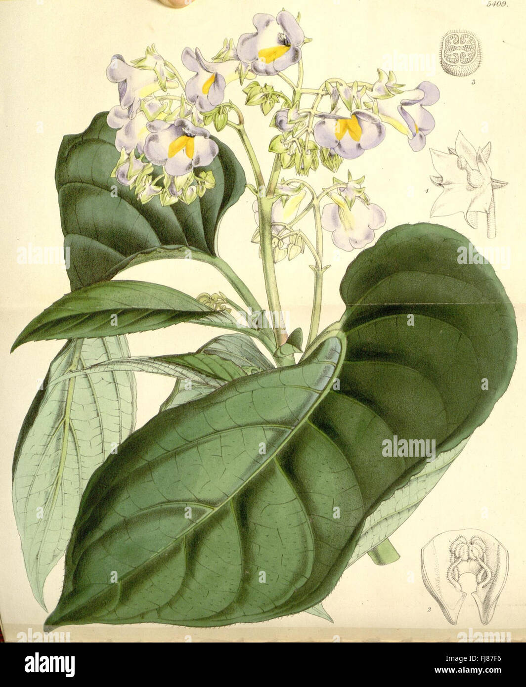 A collection of botanical illustrations and plant species descriptions ...