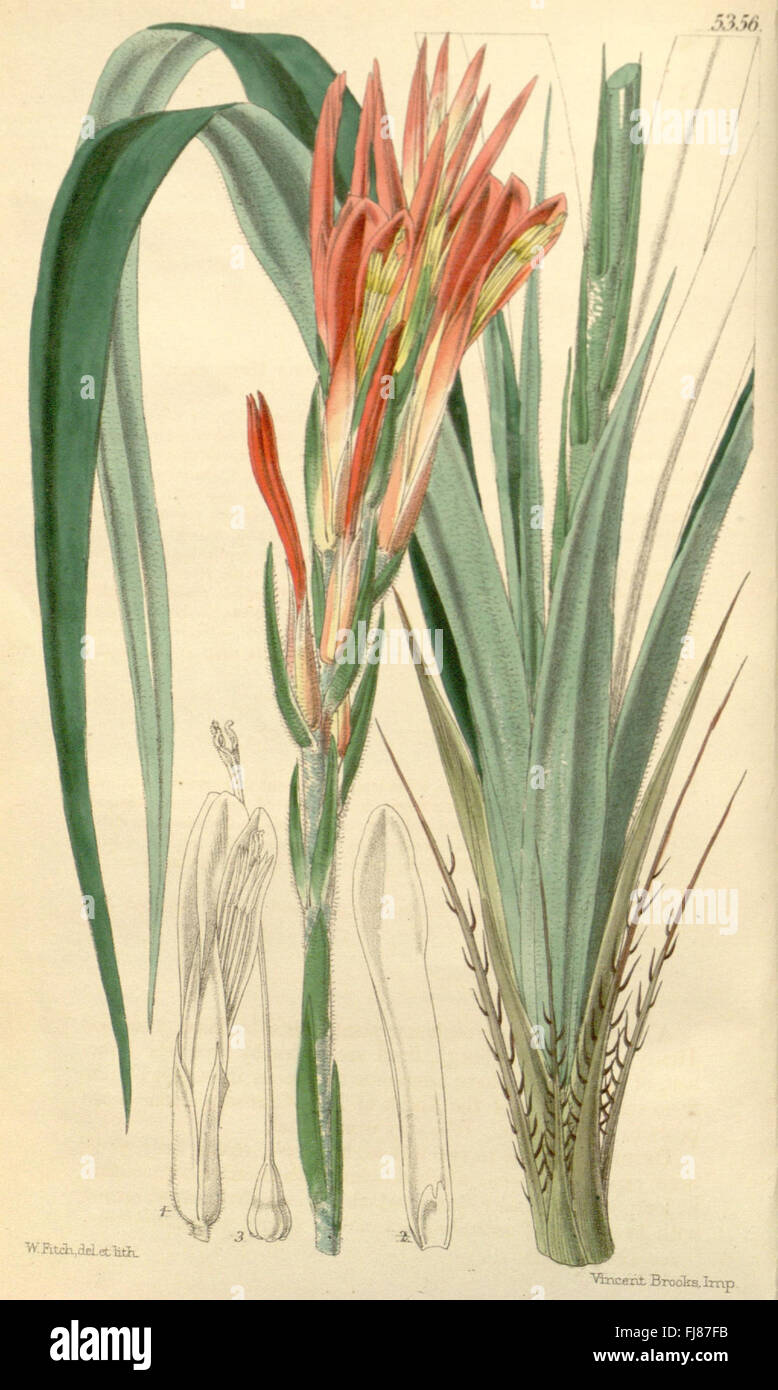 Curtis's Botanical Magazine, Botany, Missouri Botanical Garden, Peter H ...