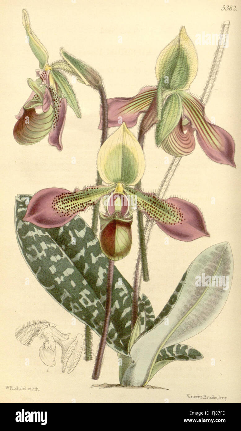 Curtis's Botanical Magazine, a periodical featuring detailed botanical ...
