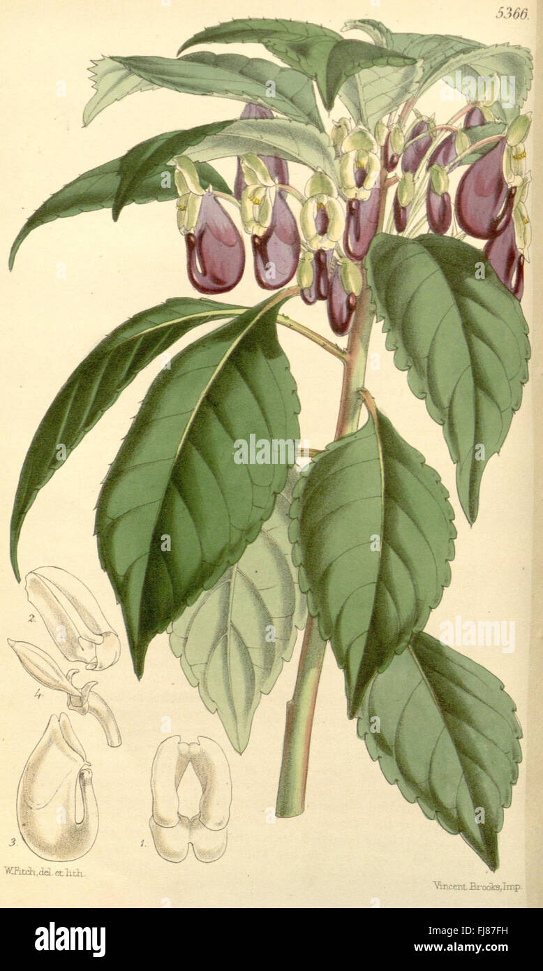 Botany, plant illustrations, botanical studies, plant identification ...