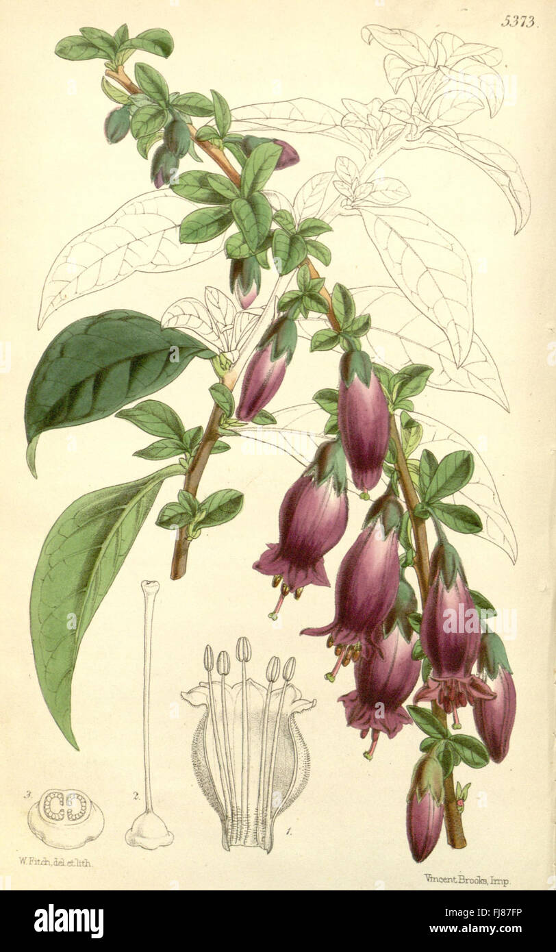 Curtis's botanical magazine, Botany Missouri Botanical Garden, Peter H ...