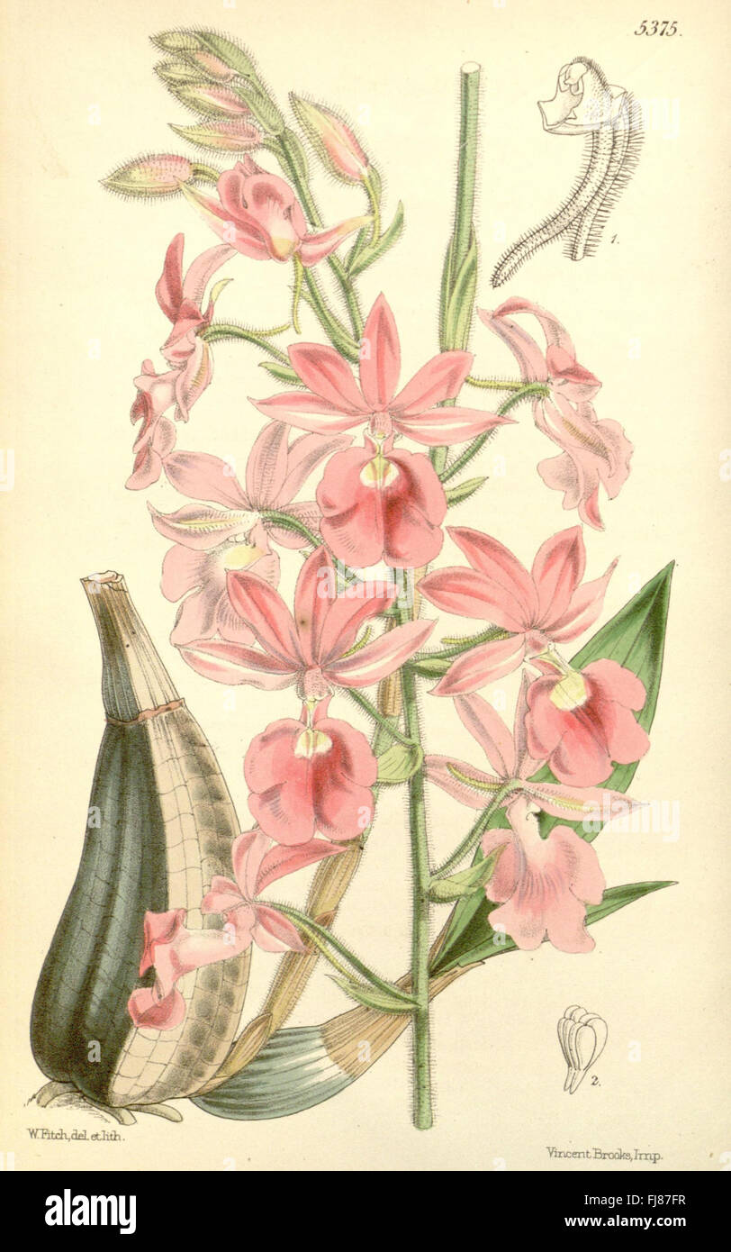 Curtis's Botanical Magazine – A Periodical for Botanical Studies and ...