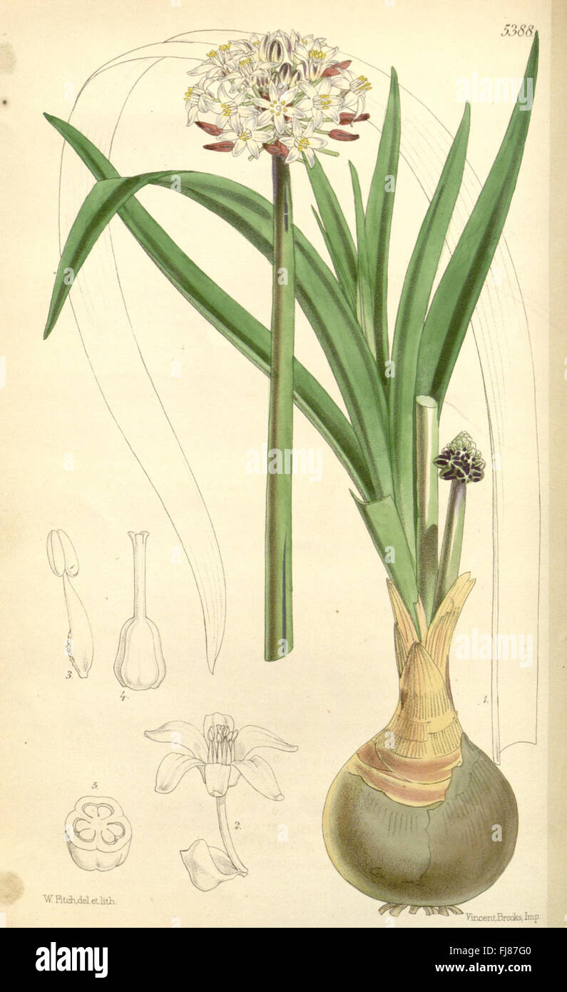 Curtis's botanical magazine, Botany Missouri Botanical Garden, Peter H ...