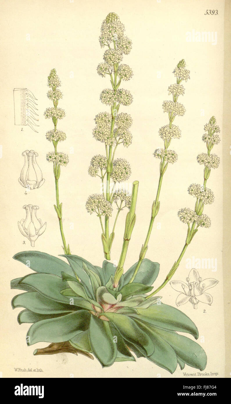 Curtis's Botanical Magazine, Botany, Missouri Botanical Garden, Peter H ...