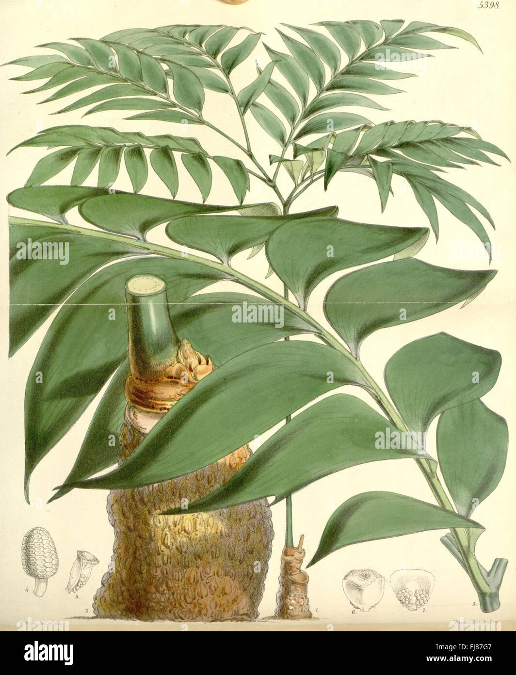 Curtis's botanical magazine, Botany Missouri Botanical Garden, Peter H ...