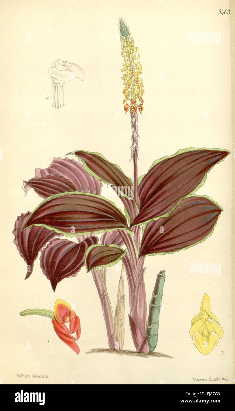 A series of Curtis's Botanical Magazine, known for its detailed ...