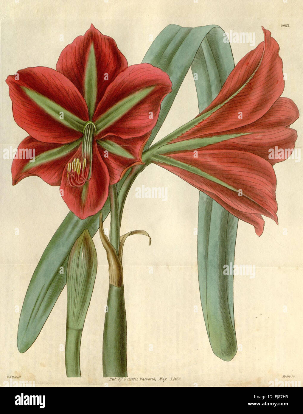 Curtis's botanical magazine, Botany Missouri Botanical Garden, Peter H ...