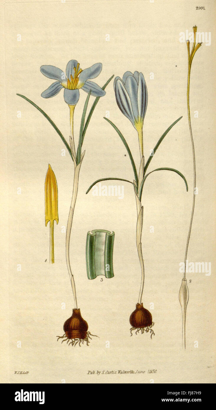 Curtis's botanical magazine, Botany Missouri Botanical Garden, Peter H ...