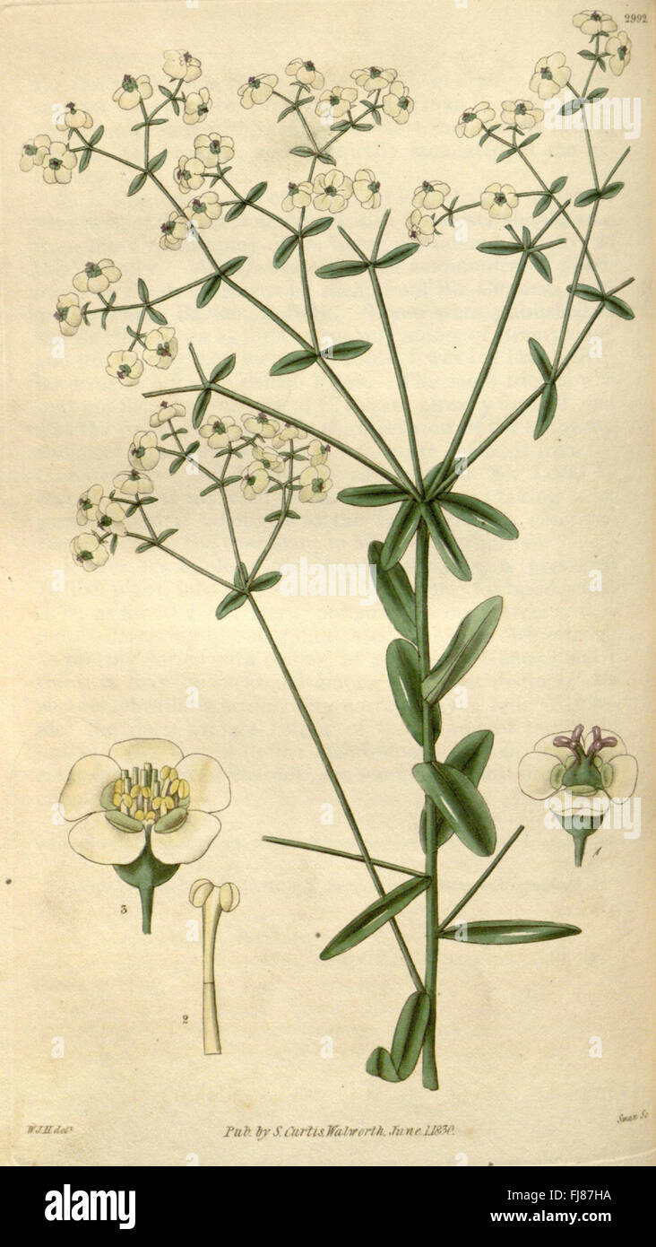 A renowned botanical periodical featuring detailed illustrations and ...