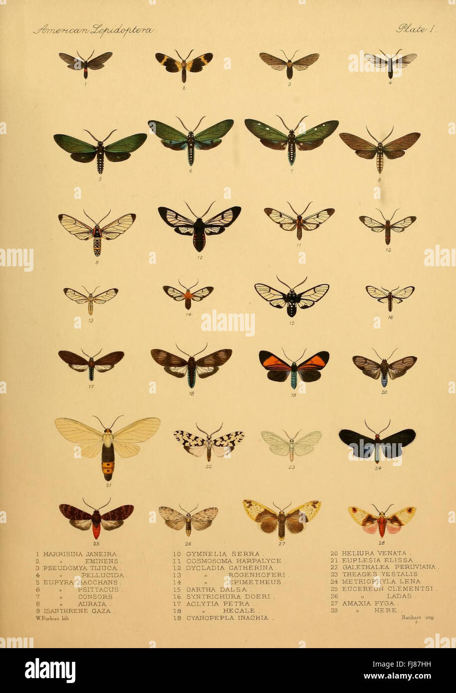 Lepidoptera a hi-res stock photography and images - Alamy