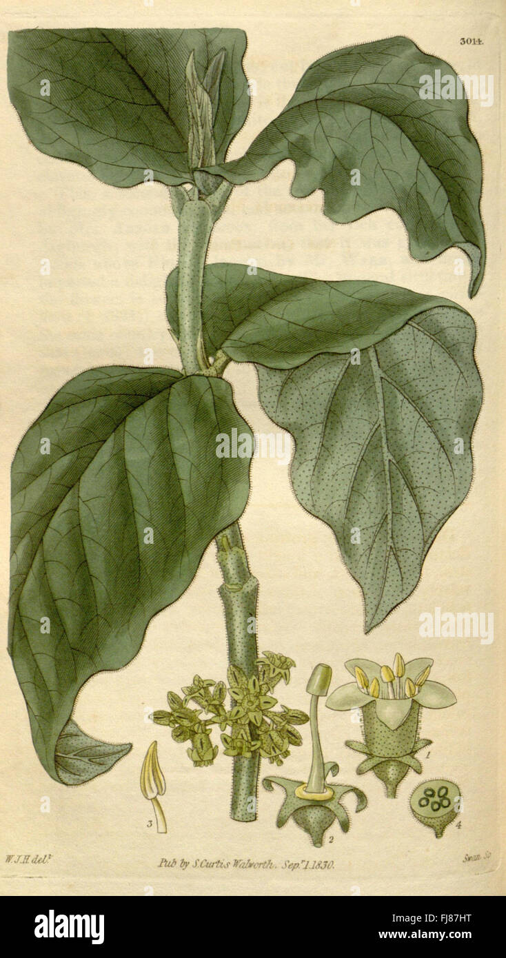 Curtis's Botanical Magazine, Missouri Botanical Garden, Peter H. Raven ...