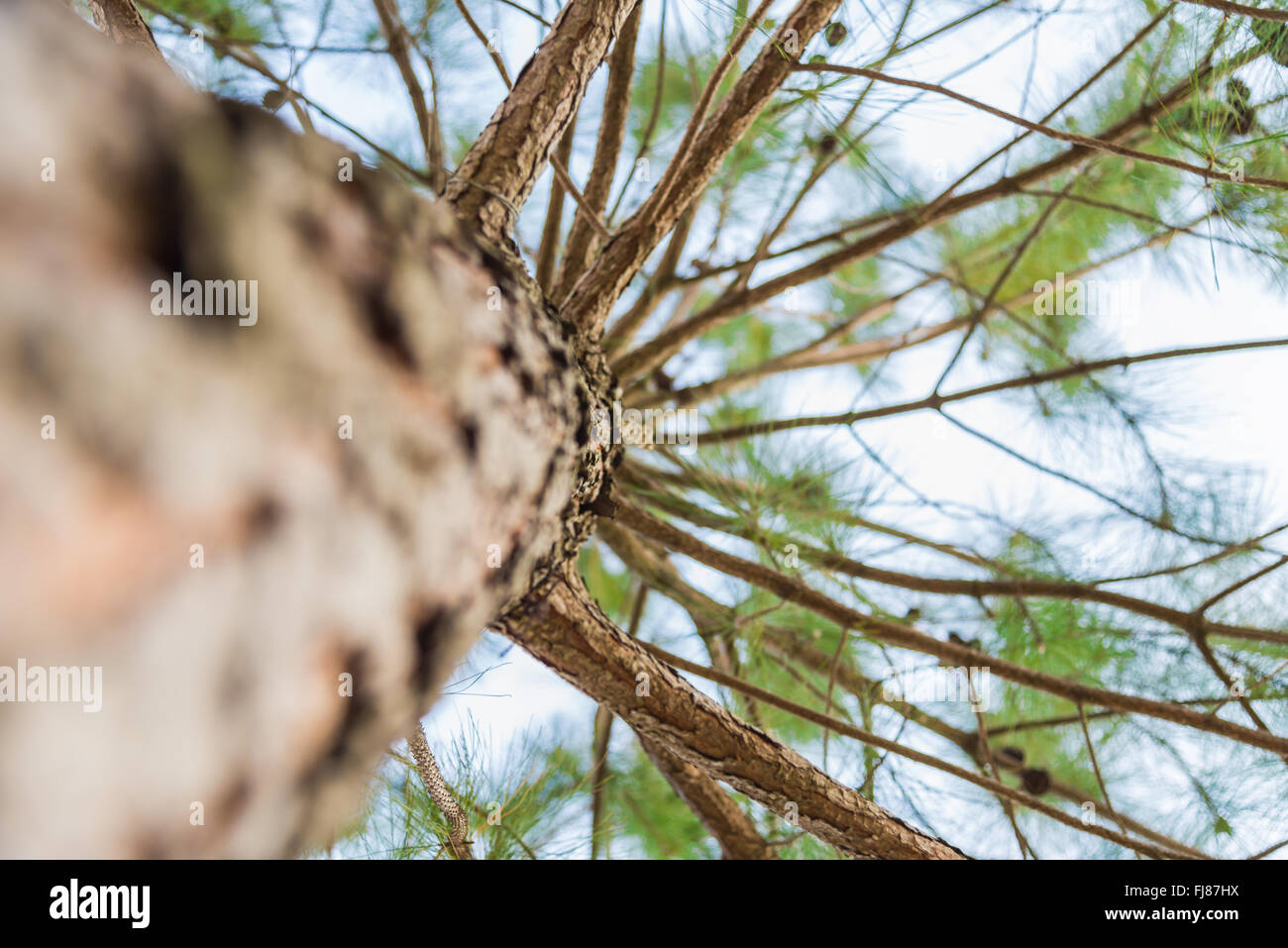 Under branch of pine tree with selective focus Stock Photo - Alamy