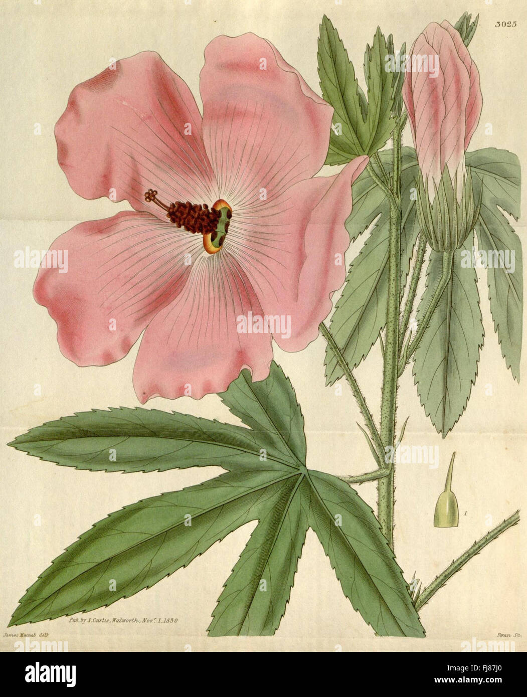 Curtis's botanical magazine Stock Photo - Alamy