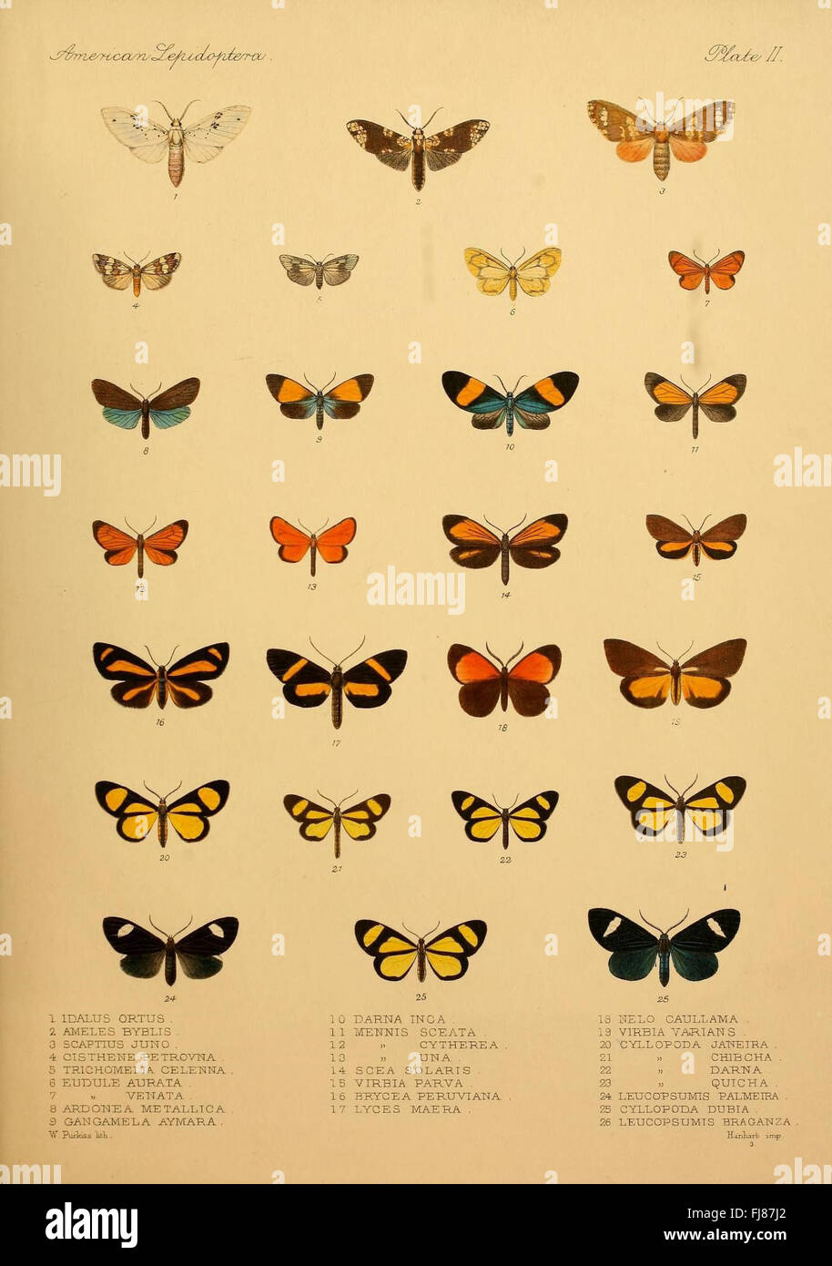 American Lepidoptera, butterflies, Brazil, Harvard University, MCZ ...