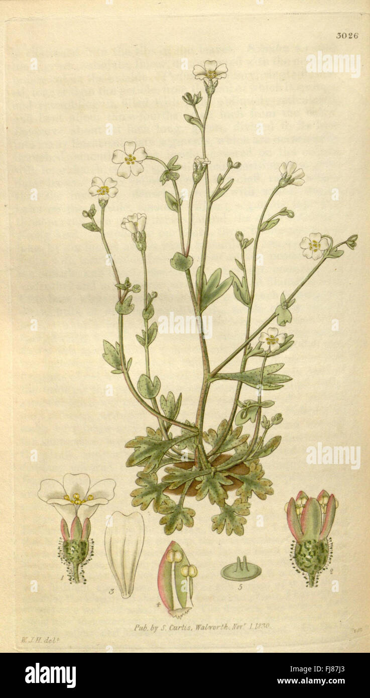 Curtis's botanical magazine - A periodical publication focused on ...