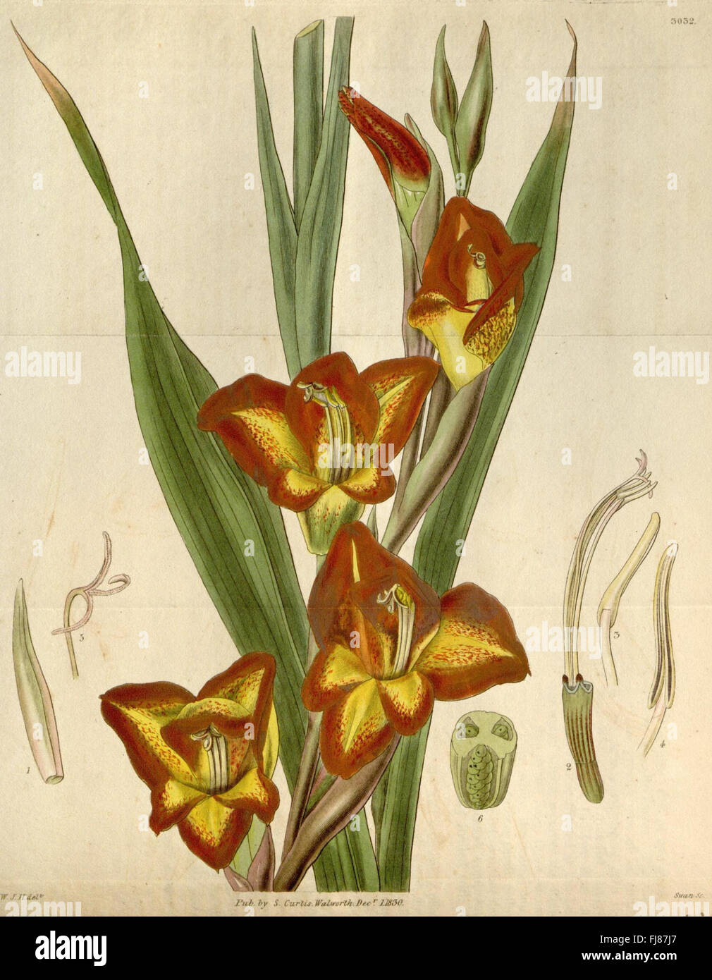 An illustration from Curtis’s Botanical Magazine, an important ...