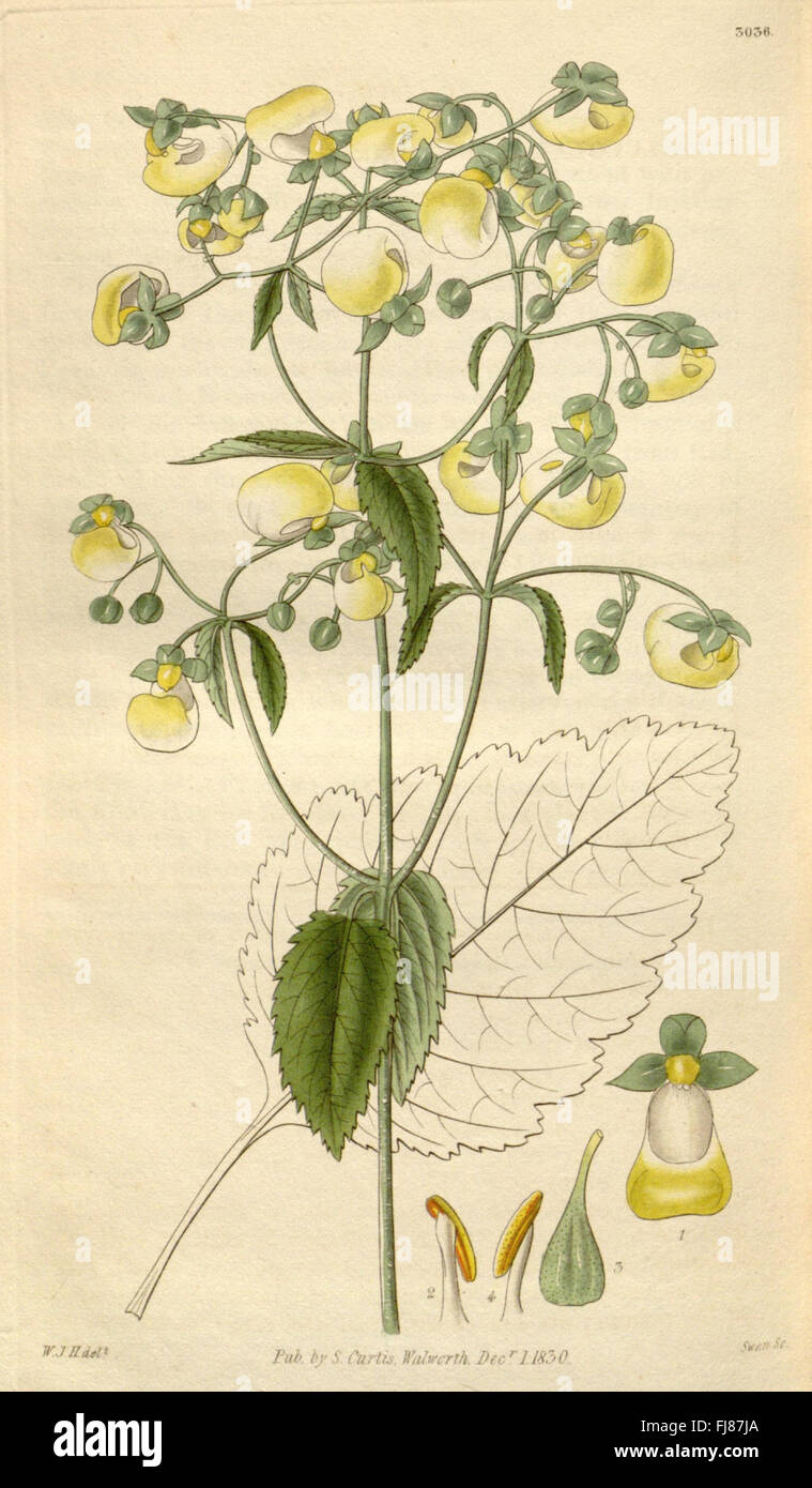 Curtis's botanical magazine Stock Photo - Alamy