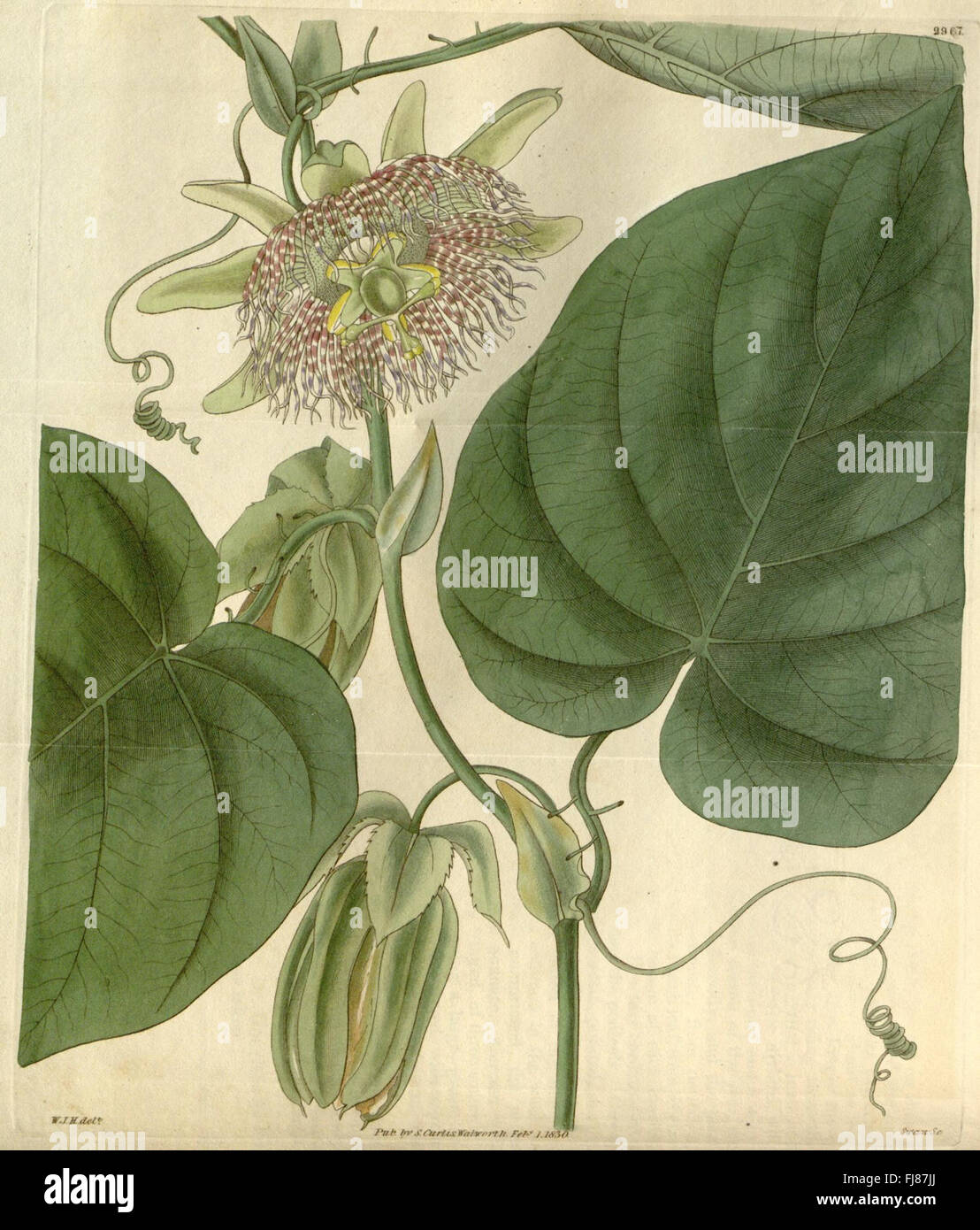 An illustration from Curtis's Botanical Magazine, showcasing plant ...
