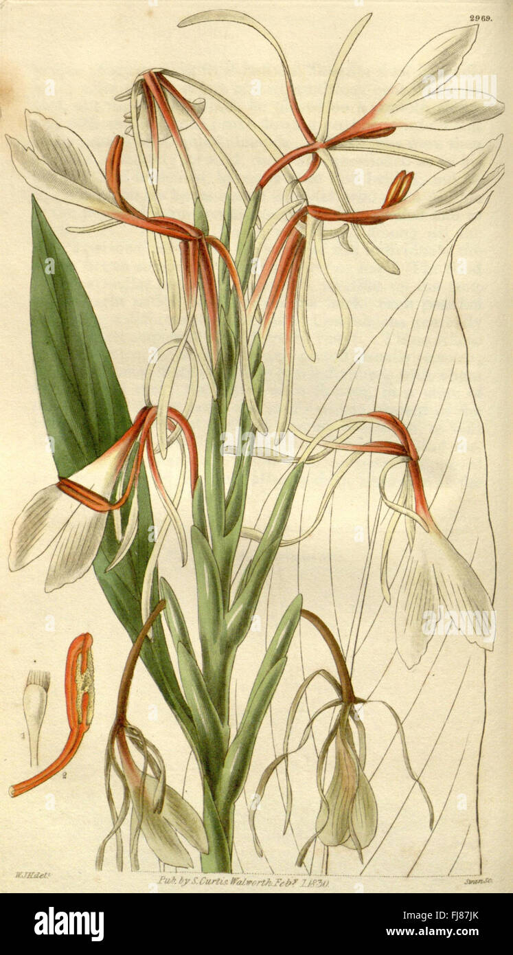 Curtis's botanical magazine ,Botany Missouri Botanical Garden, Peter H ...