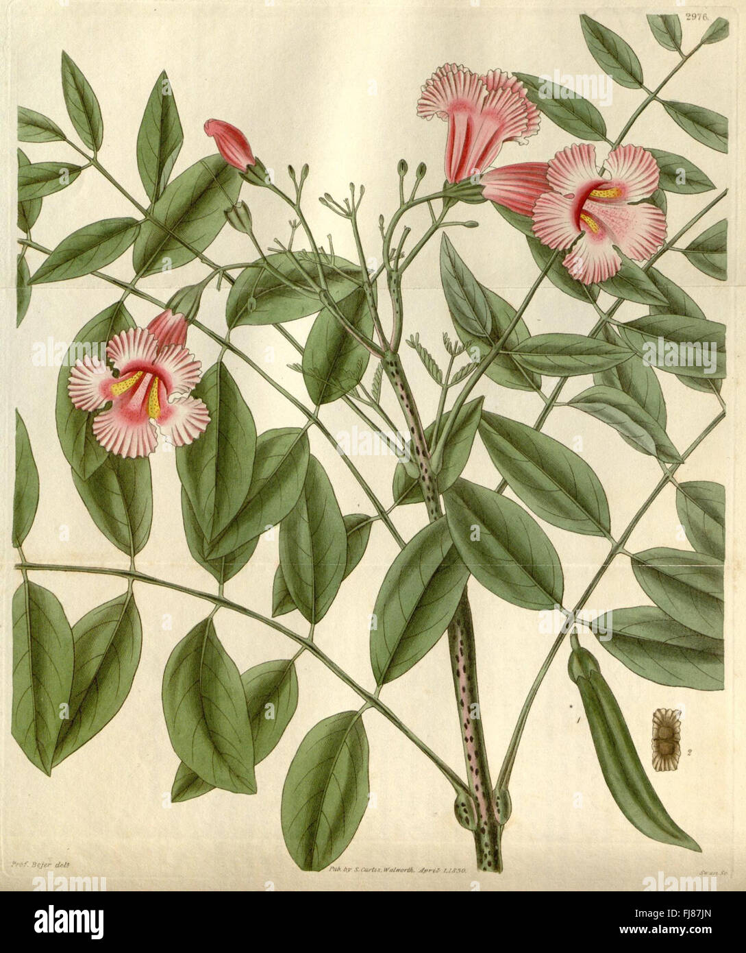 Curtis's botanical magazine Stock Photo - Alamy