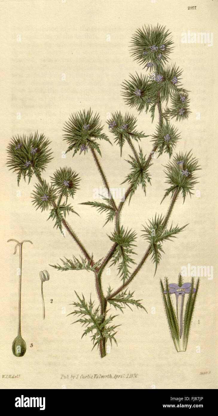 Curtis's Botanical Magazine Stock Photo - Alamy