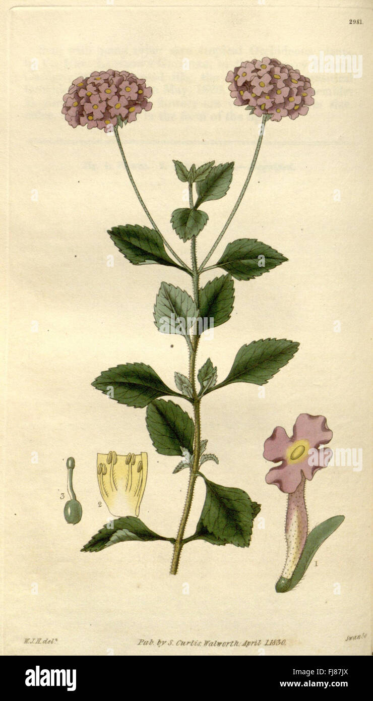 Curtis's Botanical Magazine, the longest-running botanical periodical ...